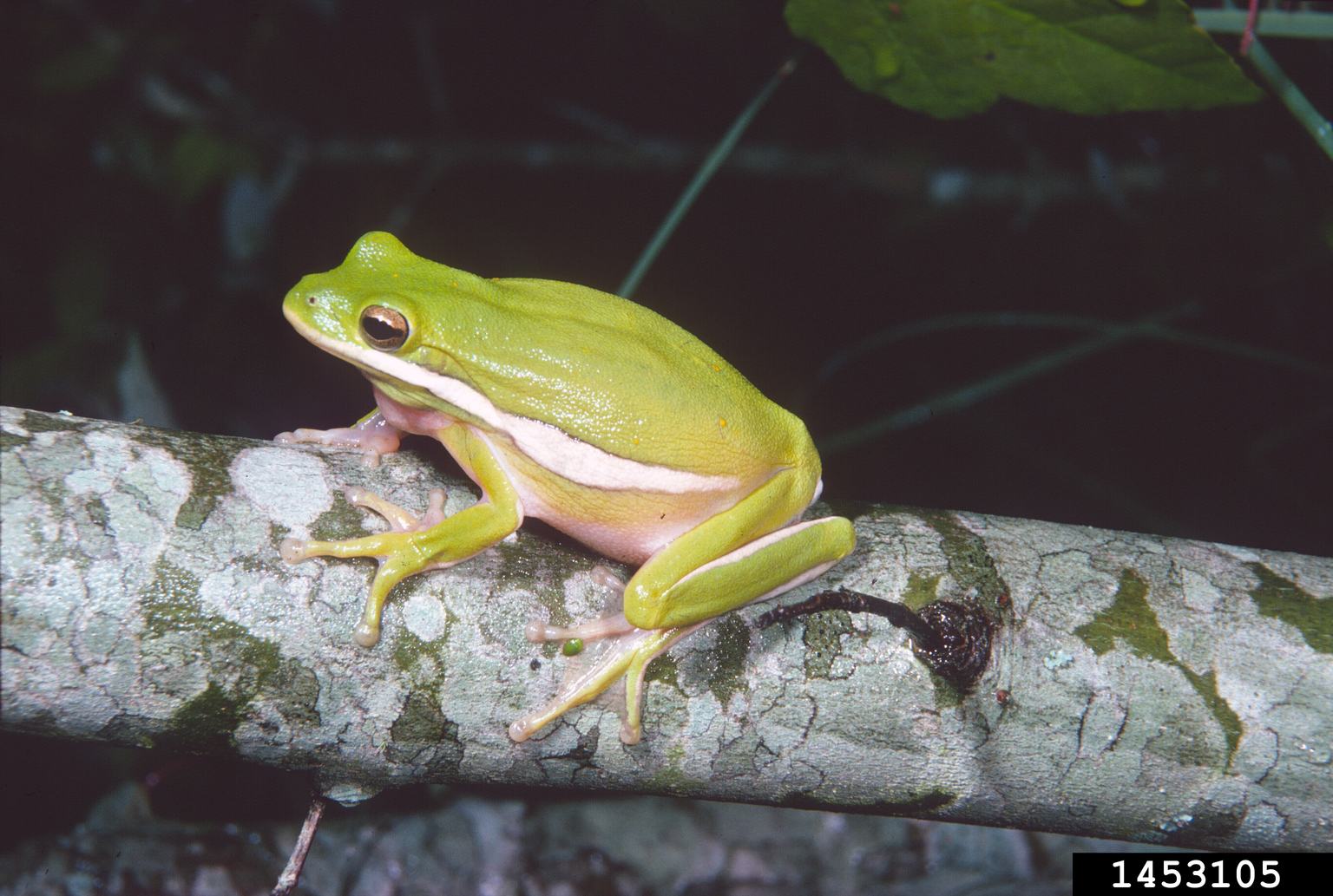 green tree frog (Hyla cinerea)