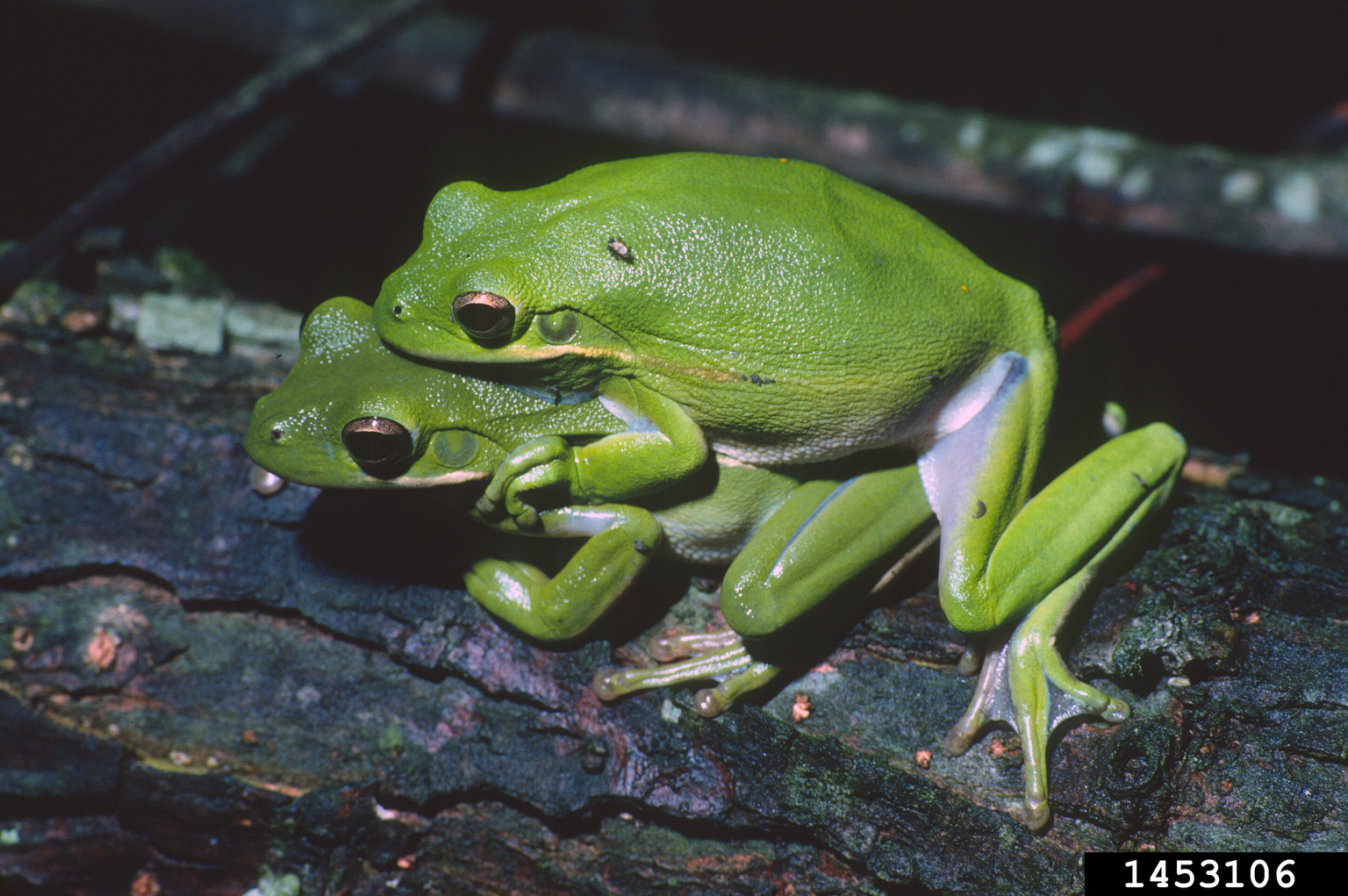 green tree frog (Hyla cinerea)