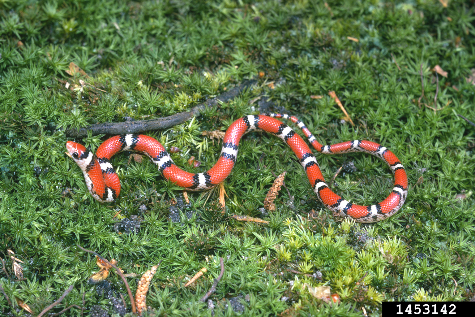scarlet snake (Cemophora coccinea)