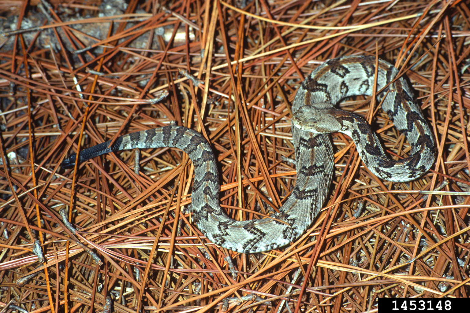 timber rattlesnake (Crotalus horridus)