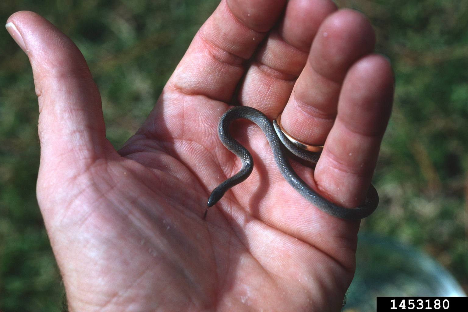 smooth earth snake (Virginia valeriae)