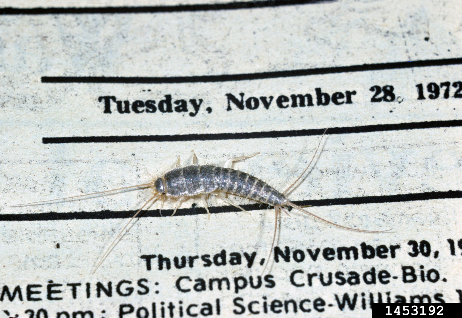 firebrat (Thermobia domestica (Packard, 1873))