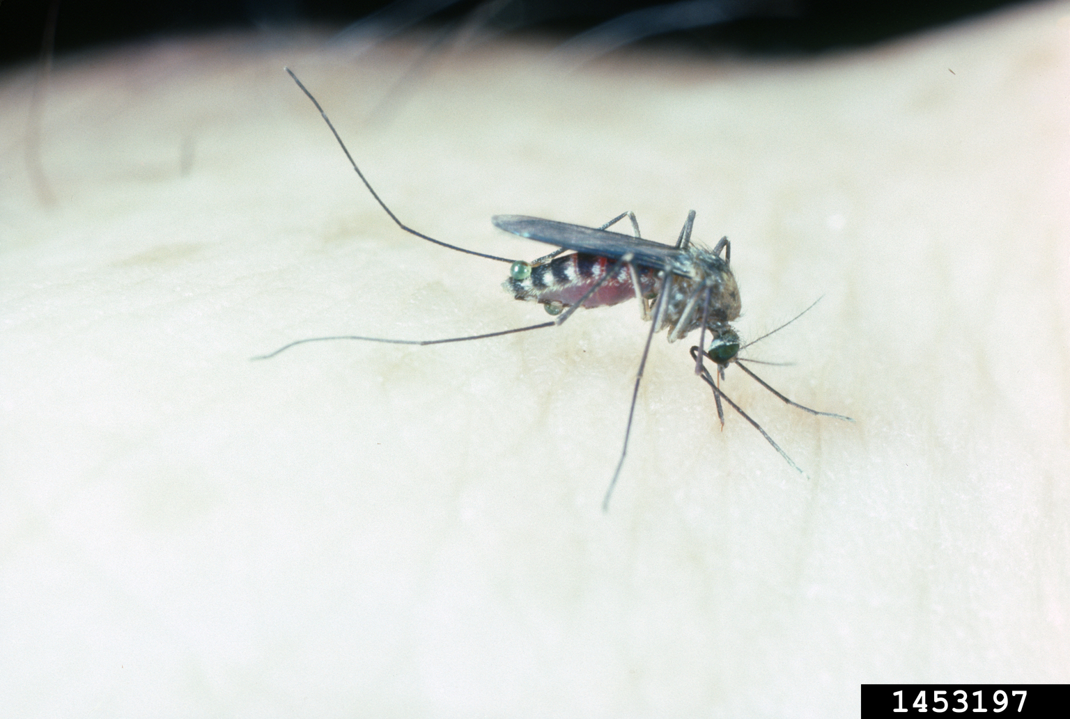 chigger mites (Family Trombiculidae)