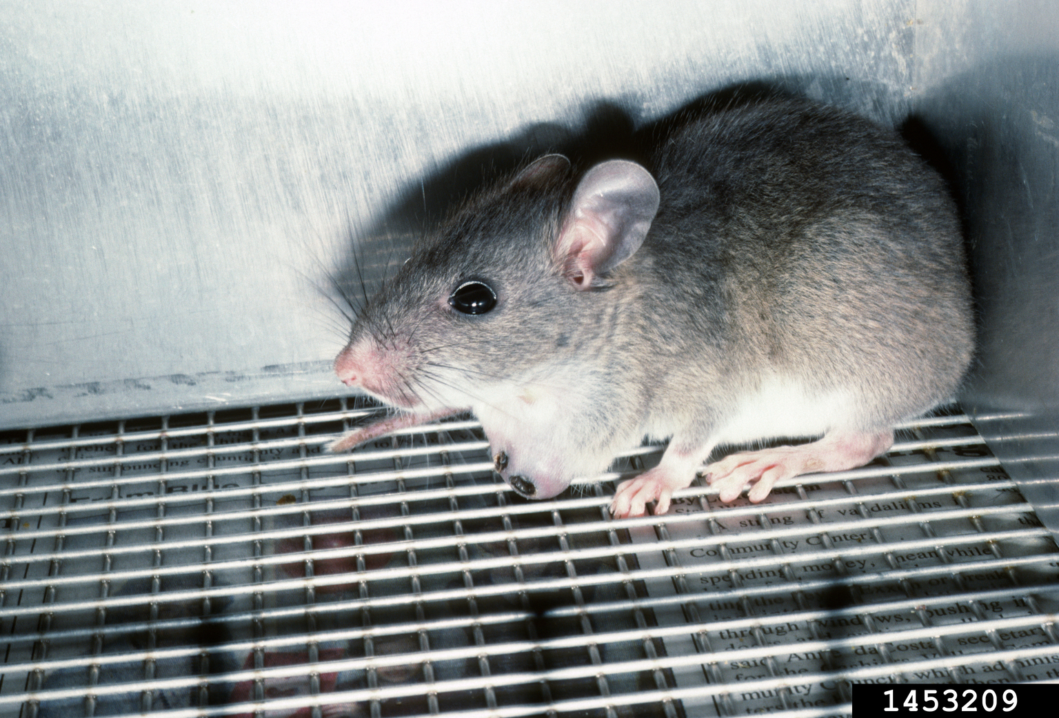woodrat bot fly (Cuterebra americana Fabricius, 1775)