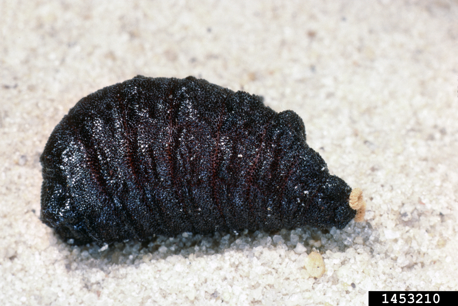 woodrat bot fly (Cuterebra americana Fabricius, 1775)
