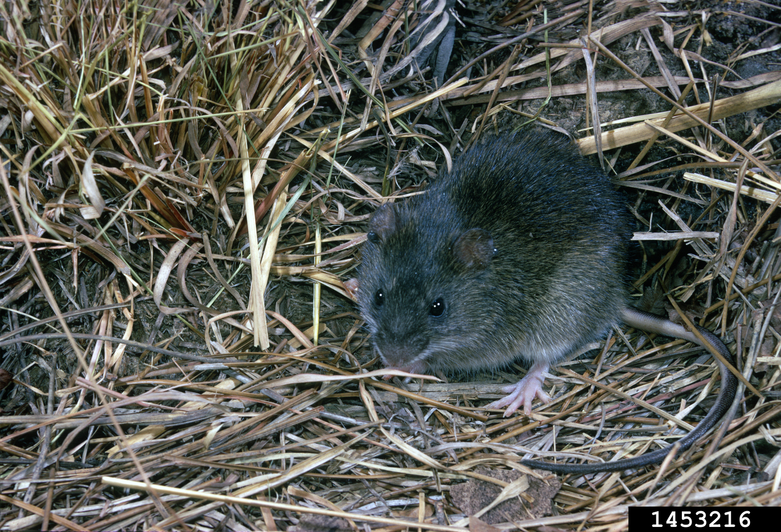 marsh rice rat (Oryzomys palustris Harlan, 1837)