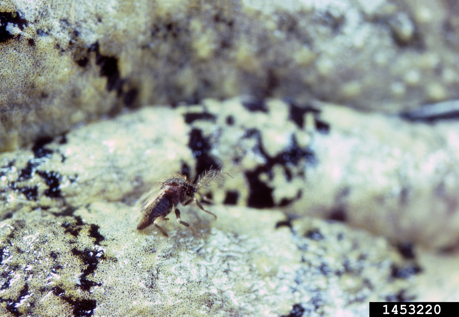 frog-biting midges (Genus Corethrella)