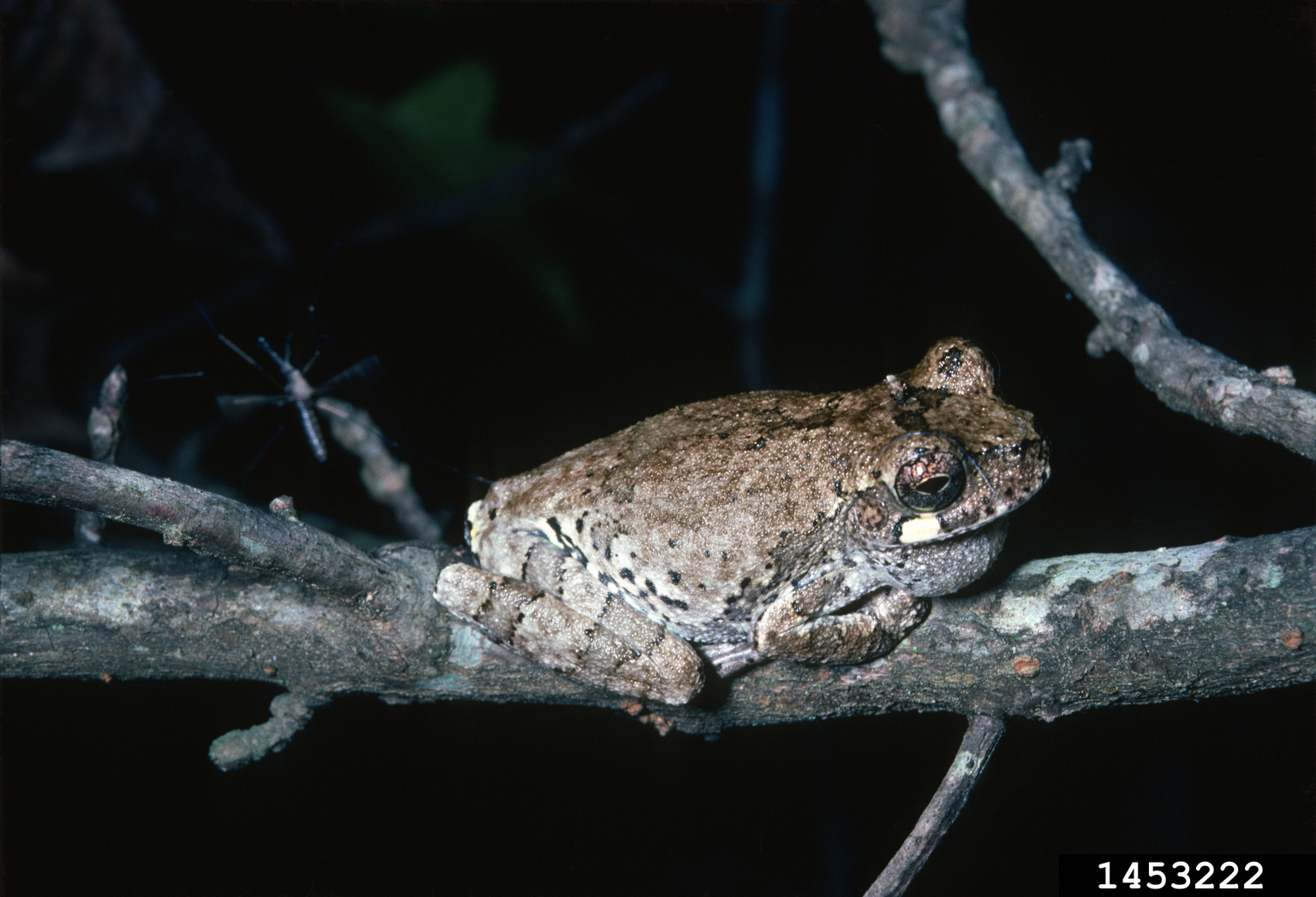 frog-biting midges (Genus Corethrella)