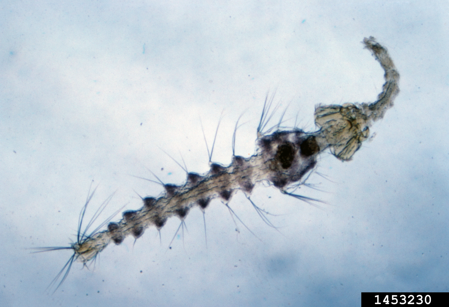 frog-biting midge, Corethrella appendiculata (Diptera: Corethrellidae ...