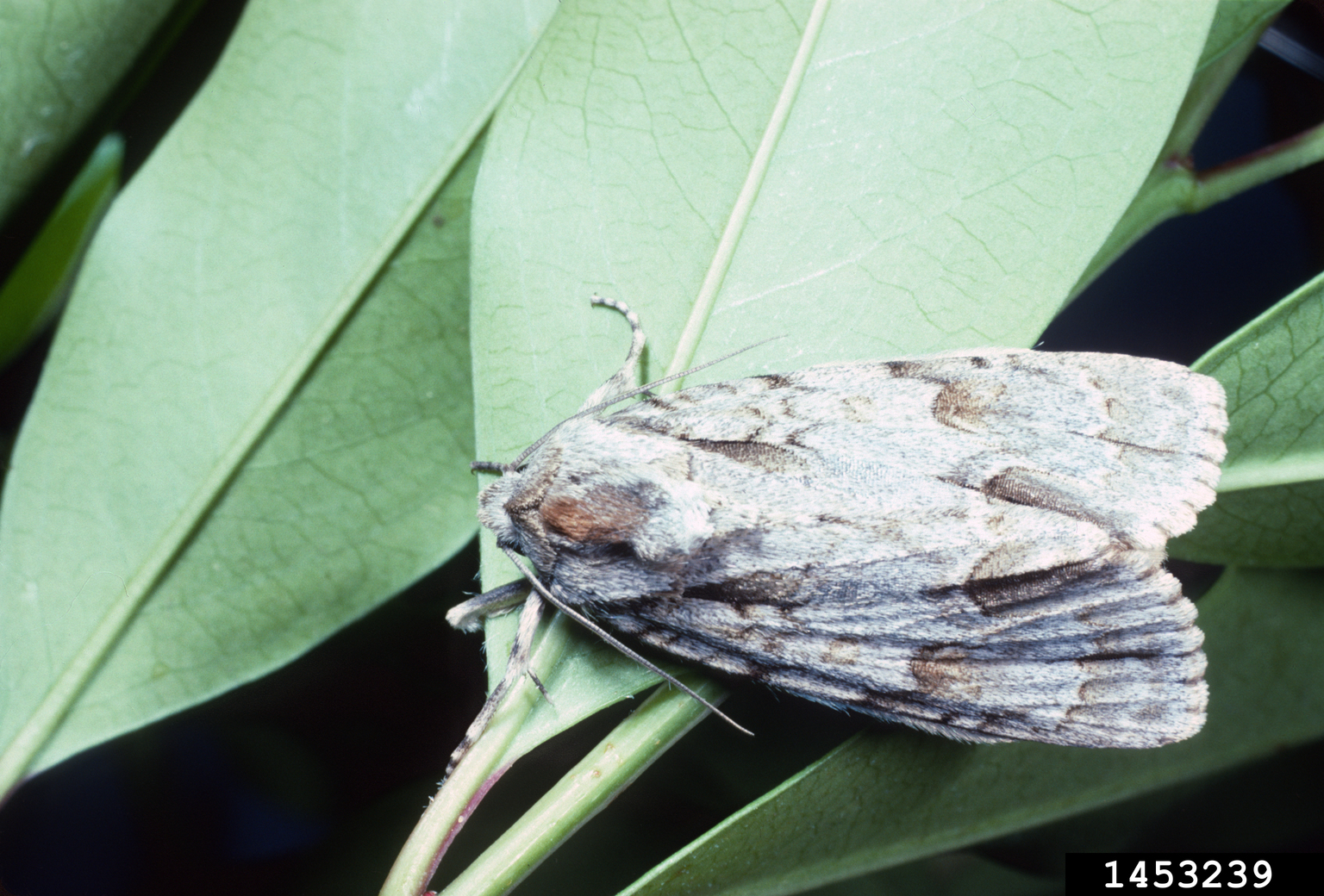 ochre dagger moth (Acronicta morula)