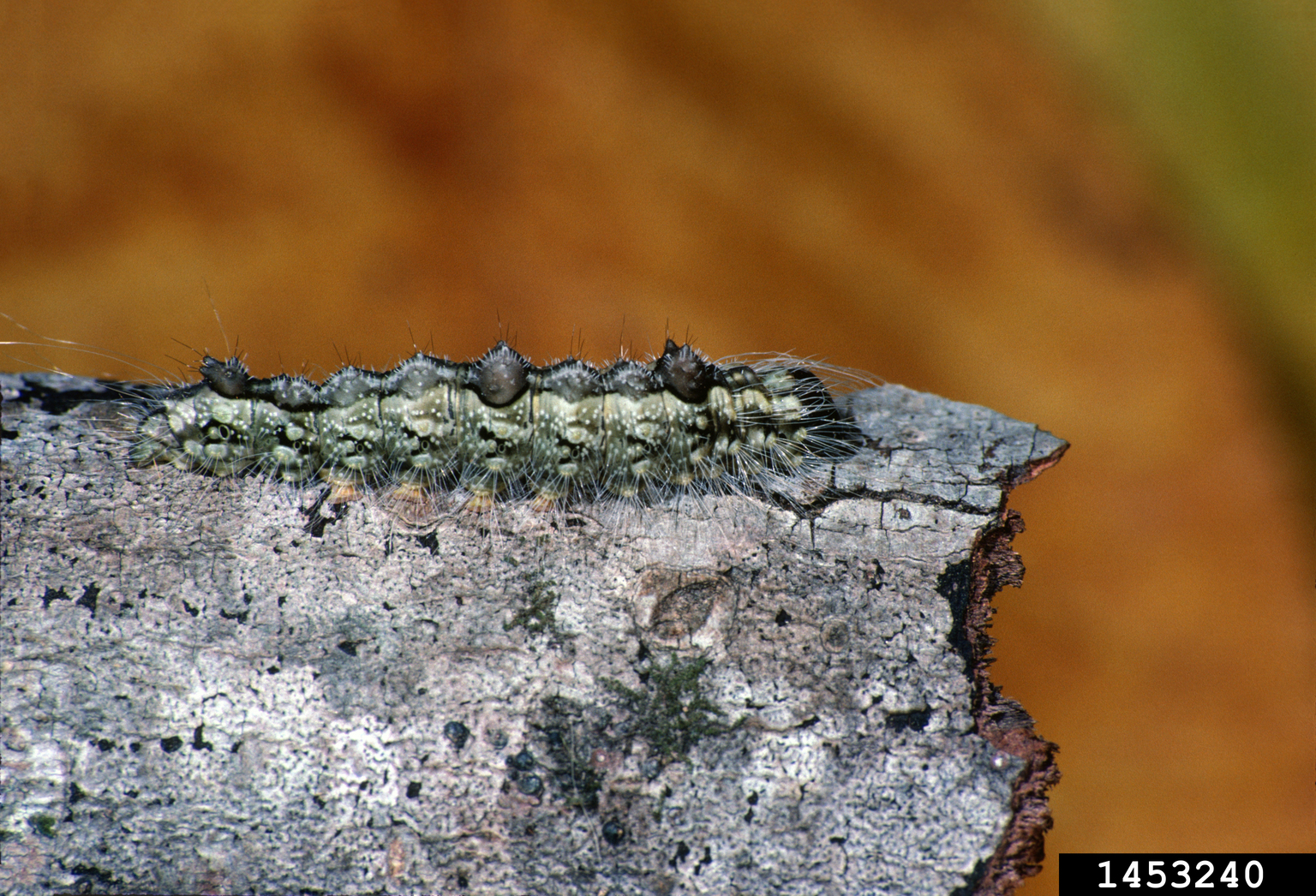 ochre dagger moth (Acronicta morula)