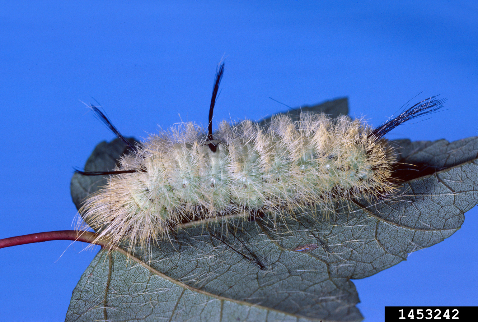 American dagger moth (Acronicta americana (Harris))