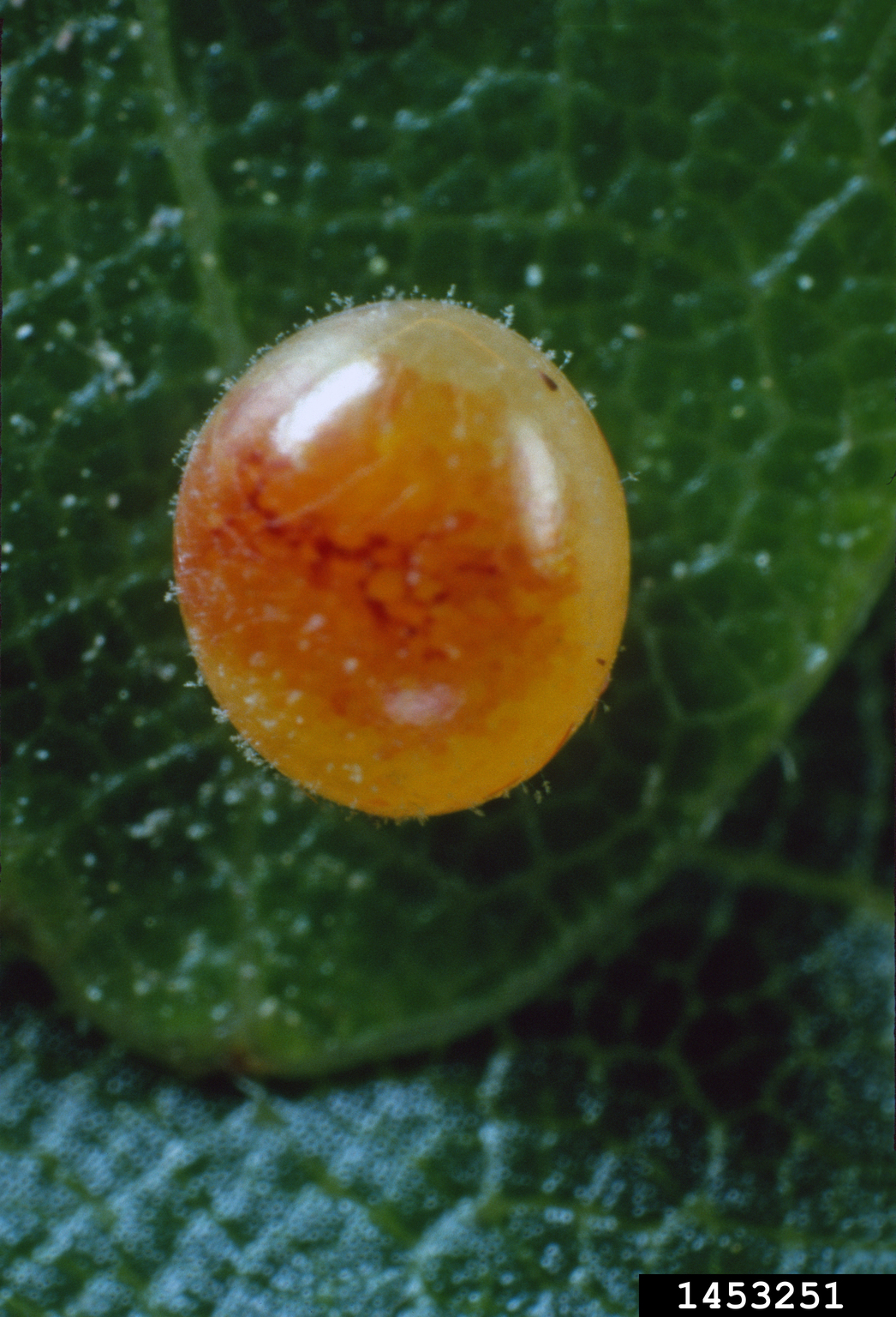 pinkstriped oakworm (Anisota virginiensis (Drury, 1773) )