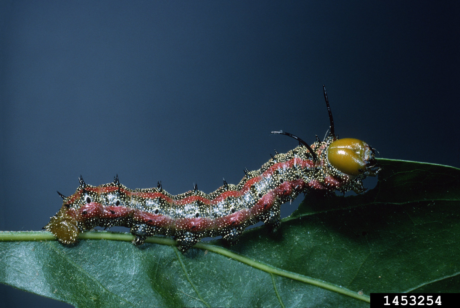 pinkstriped oakworm (Anisota virginiensis)