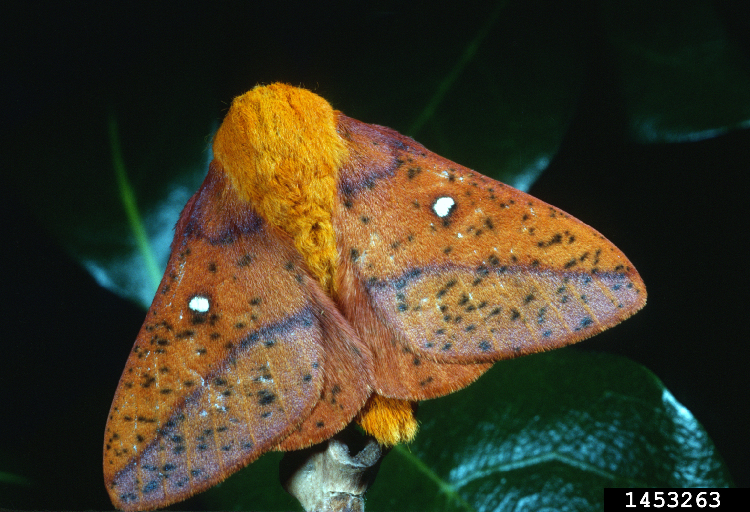 spiny oakworm moth (Anisota stigma)