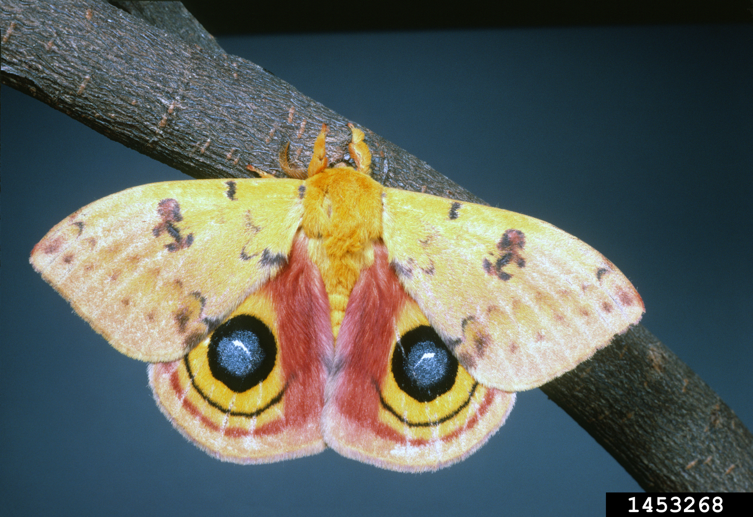 io moth (Automeris io)