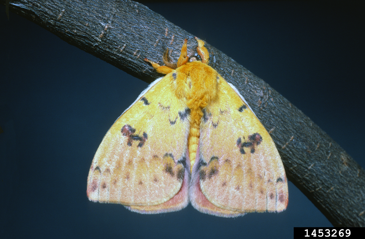 io moth (Automeris io (Fabricius))