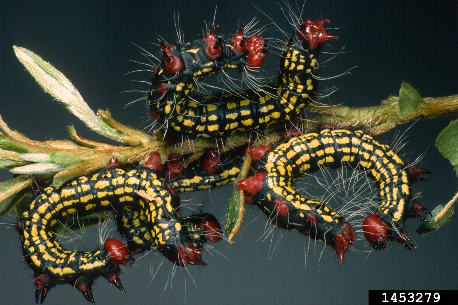 Angus's datana (Datana angusii)