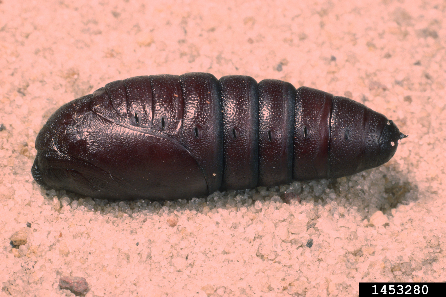 Angus's datana (Datana angusii Grote and Robinson, 1866)