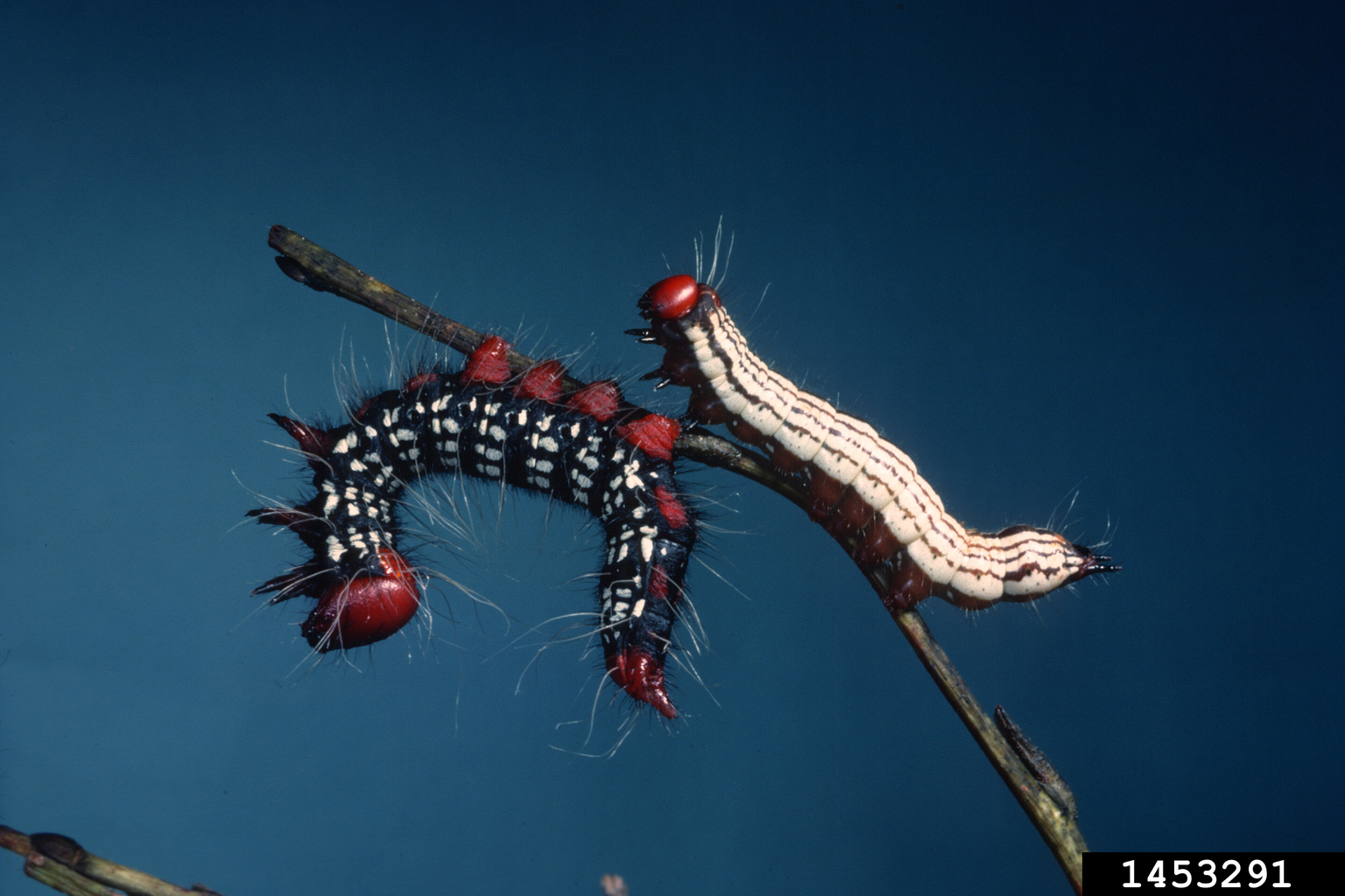 azalea caterpillar (Datana major)