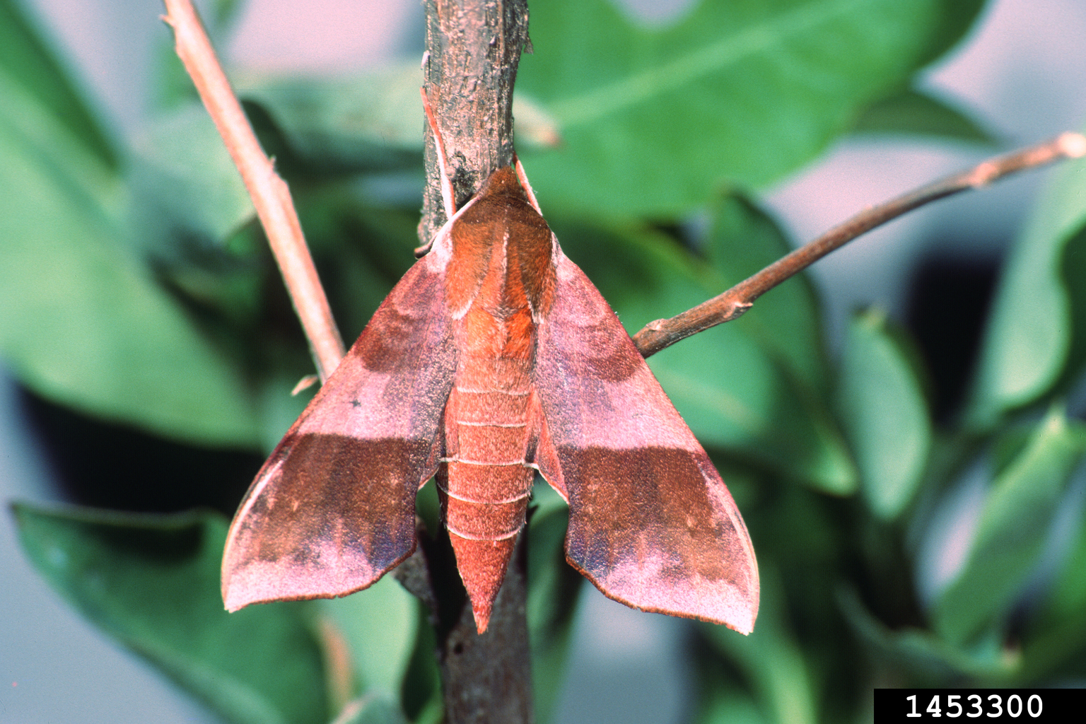 azalea sphinx (Darapsa choerilus (Cramer, 1779))