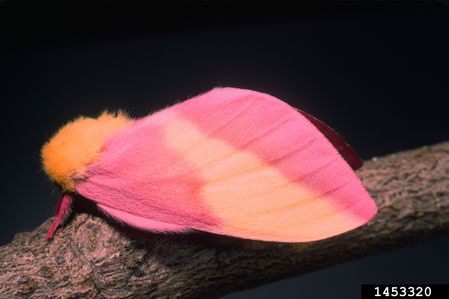 rosy maple moth (Dryocampa rubicunda (Fabricius))
