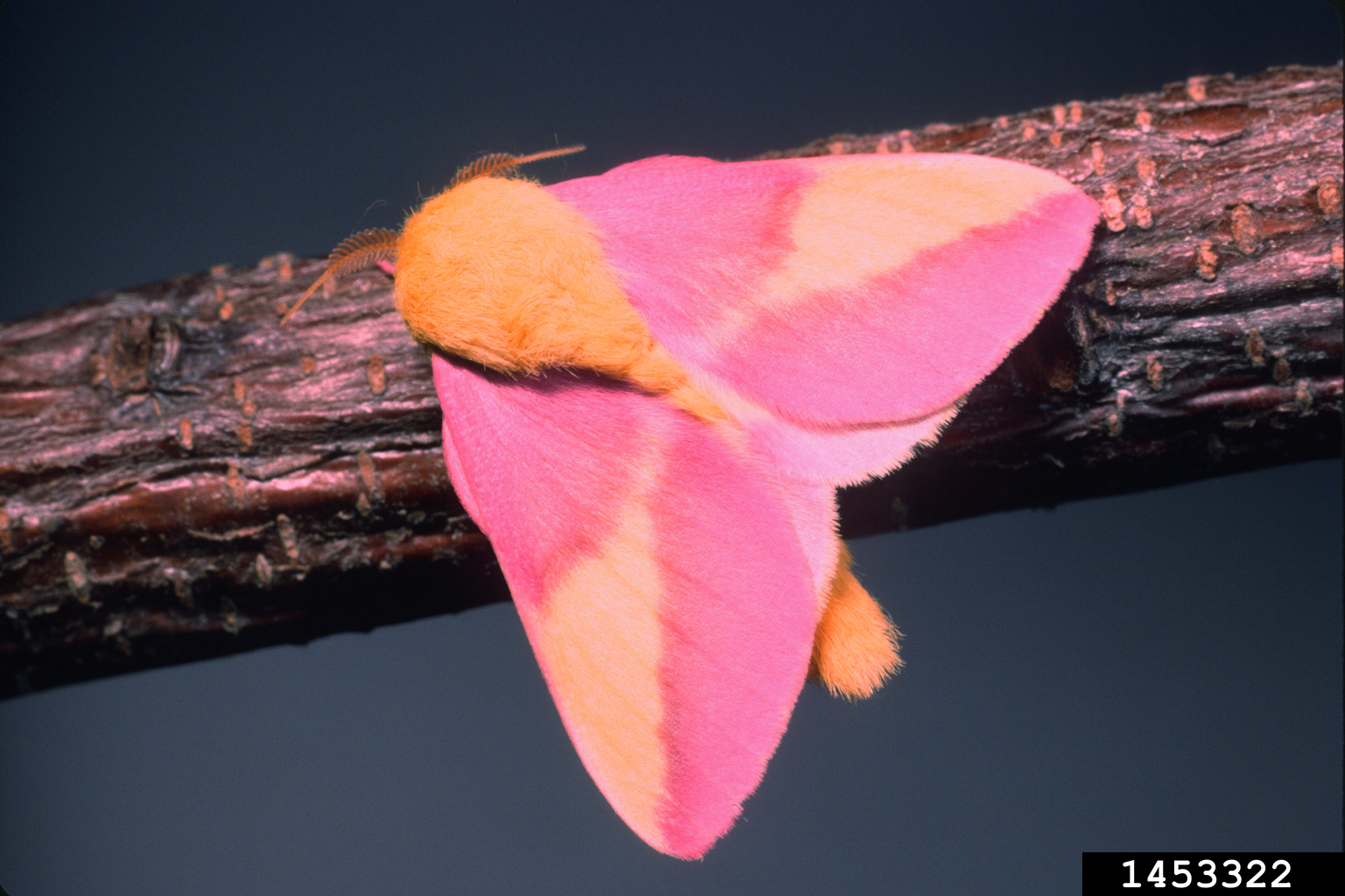 rosy maple moth (Dryocampa rubicunda (Fabricius))