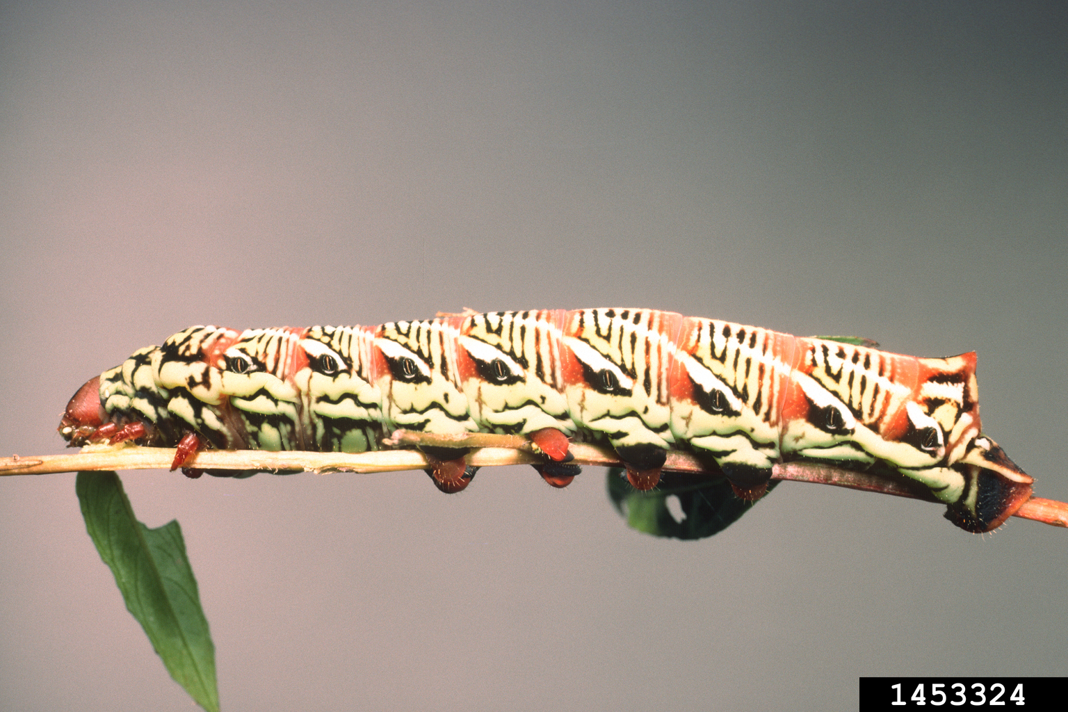 banded sphinx (Eumorpha fasciatus)