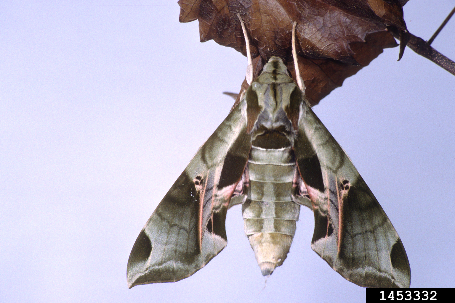 Pandora sphinx (Eumorpha pandorus)