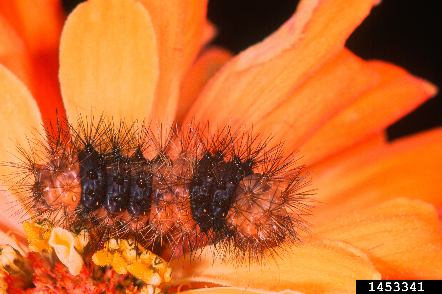giant leopard moth (Hypercompe scribonia)