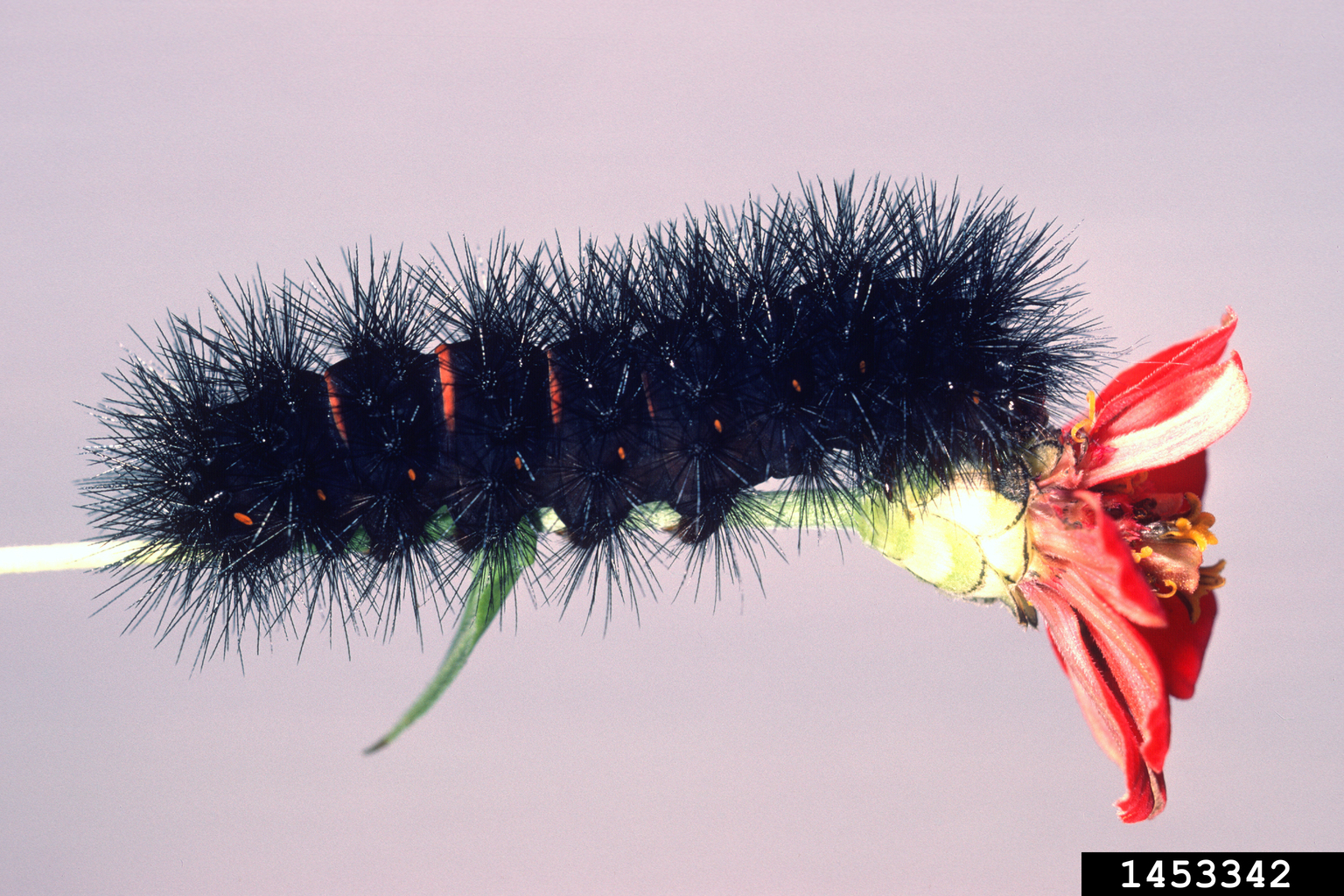 giant leopard moth (Hypercompe scribonia (Stoll, 1790))