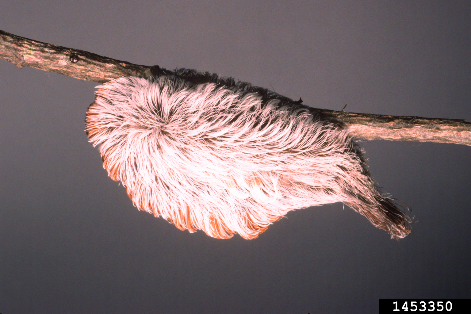 puss caterpillar (Megalopyge opercularis J.E. Smith)