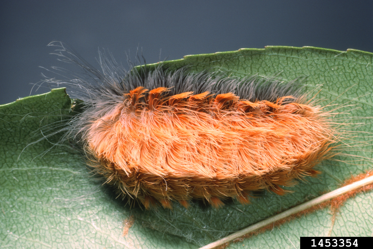 puss caterpillar (Megalopyge opercularis)