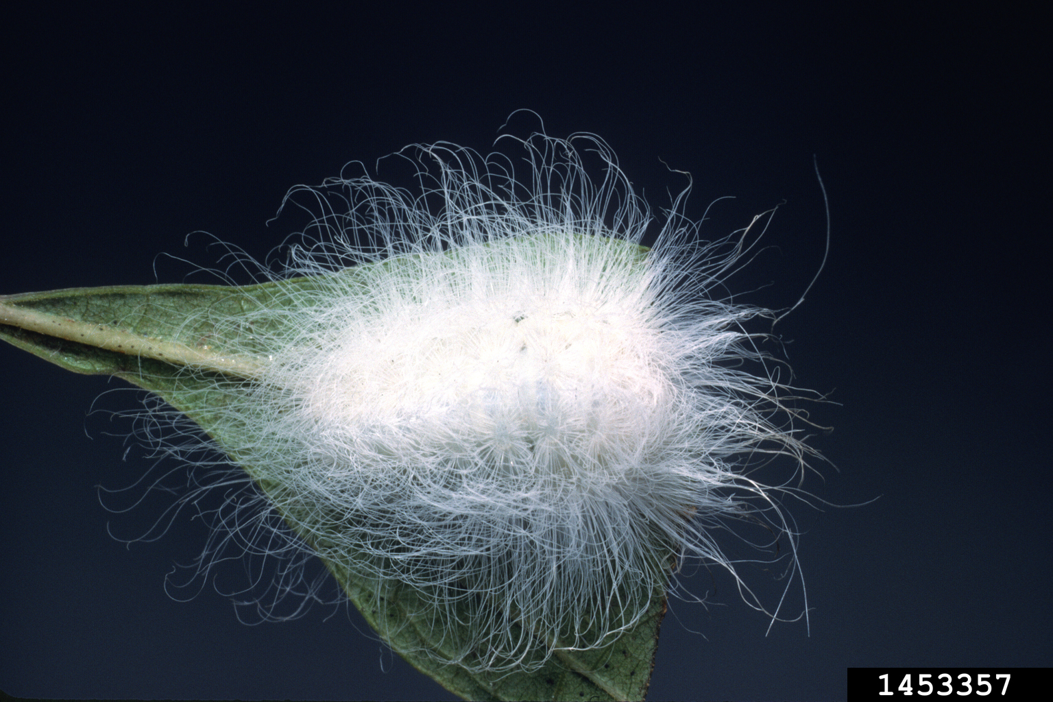 puss caterpillar (Megalopyge opercularis J.E. Smith)