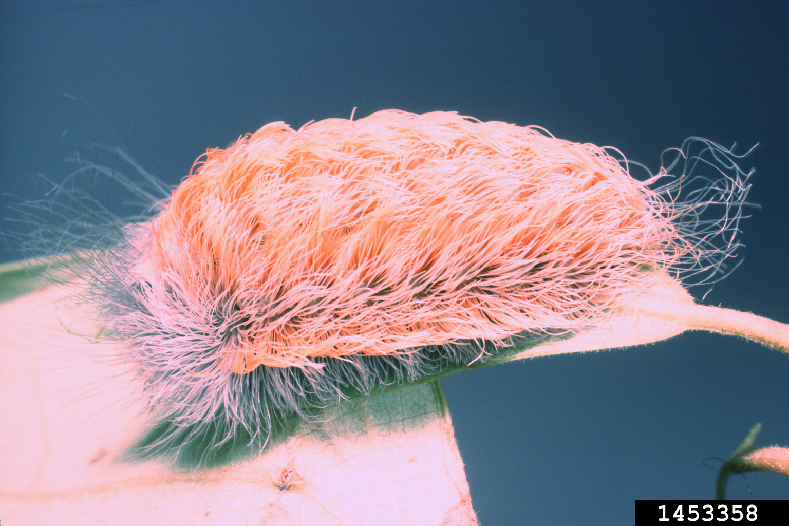 puss caterpillar (Megalopyge opercularis)