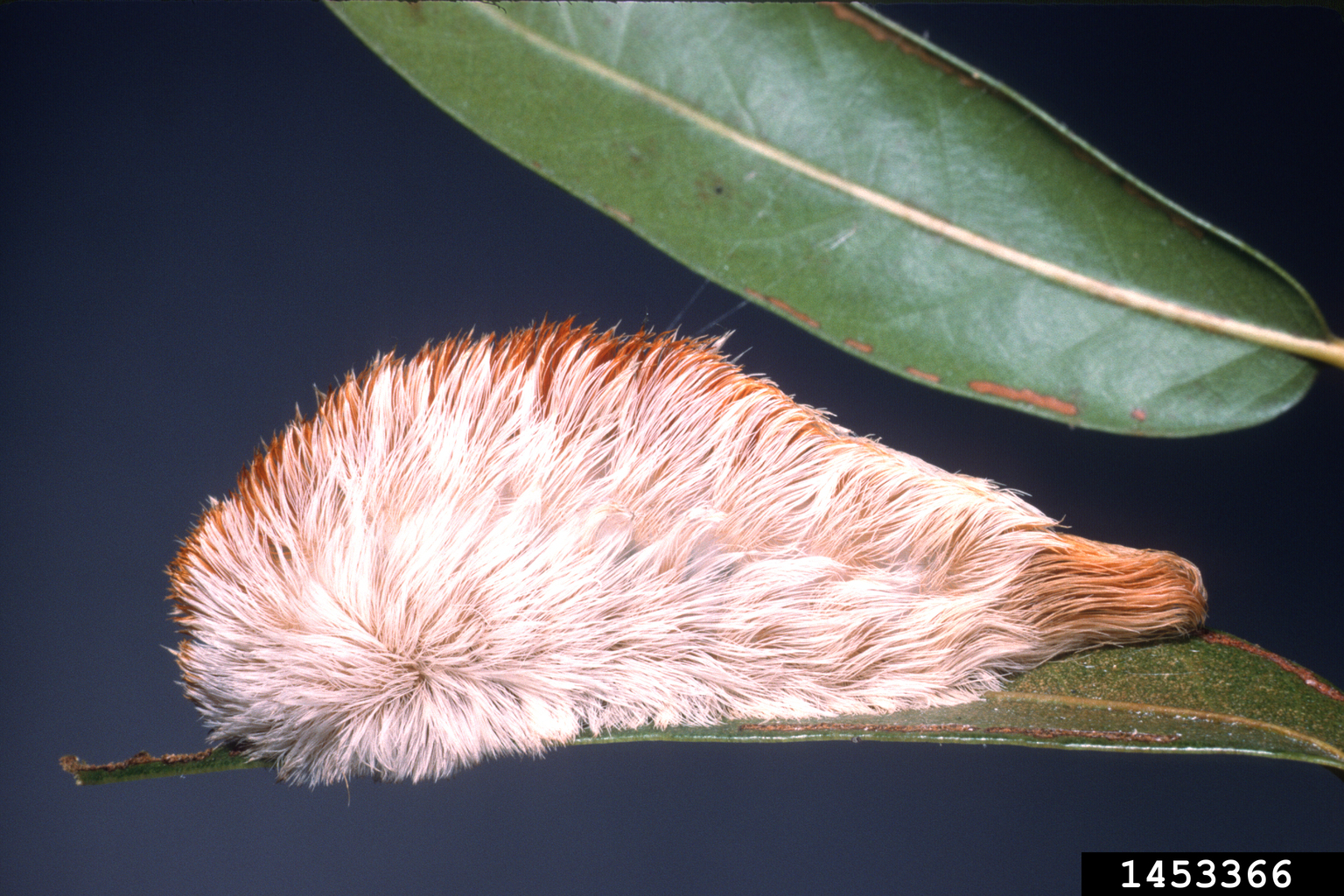 puss caterpillar (Megalopyge opercularis J.E. Smith)