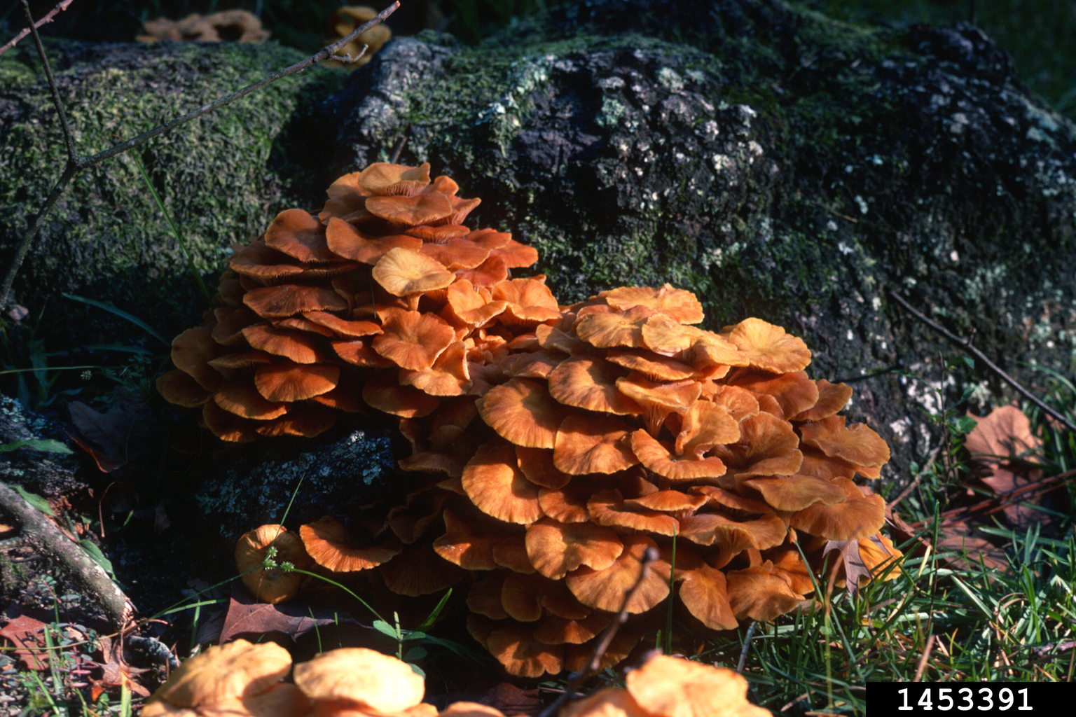 Armillaria root rot (Armillaria mellea (Vahl:Fr.) P. Kumm.)