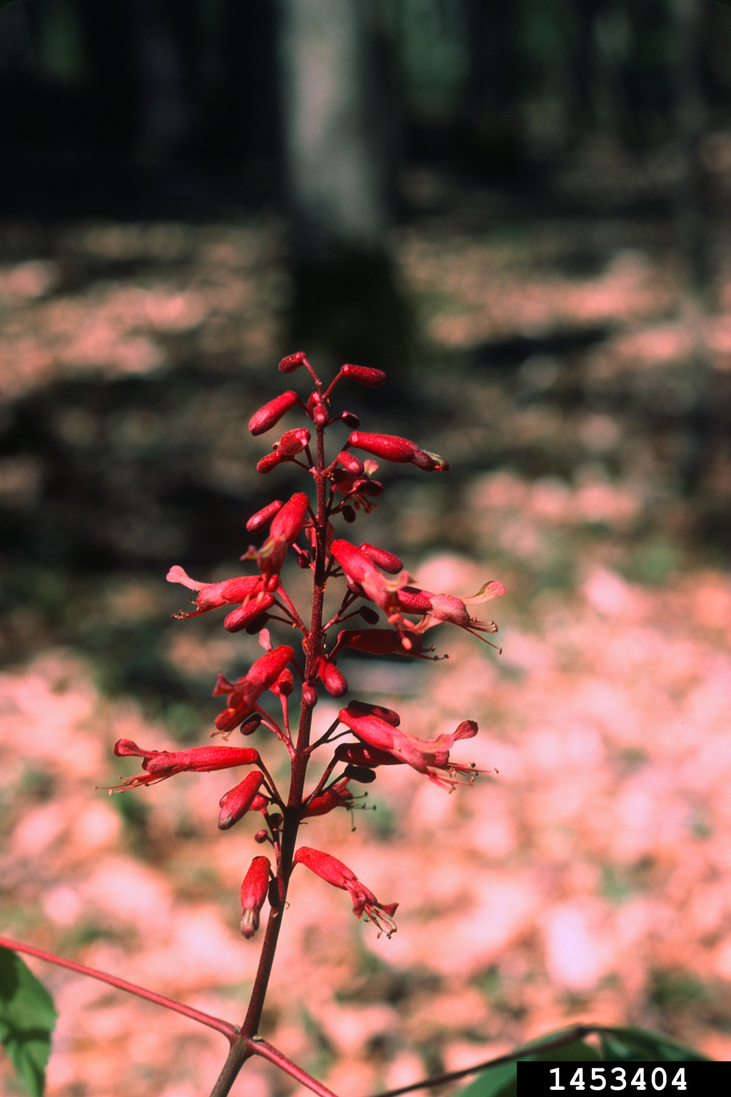 red buckeye (Aesculus pavia)