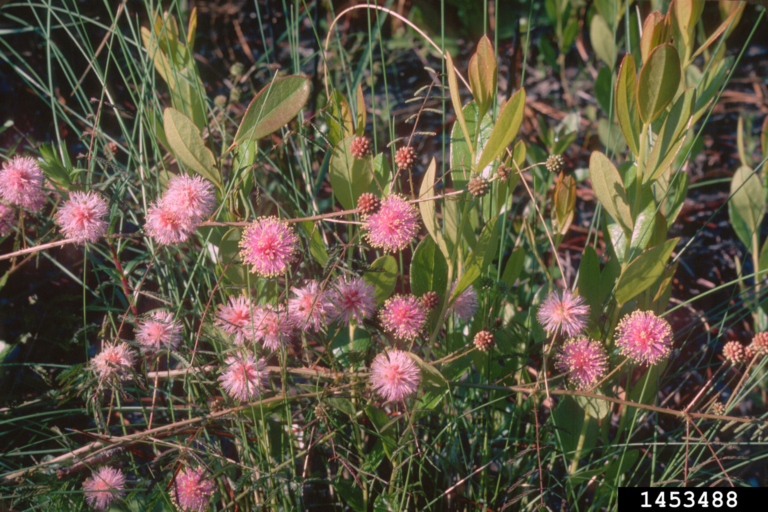 sensitive briar (Mimosa quadrivalvis var. angustata (Torr. & A.Gray ...