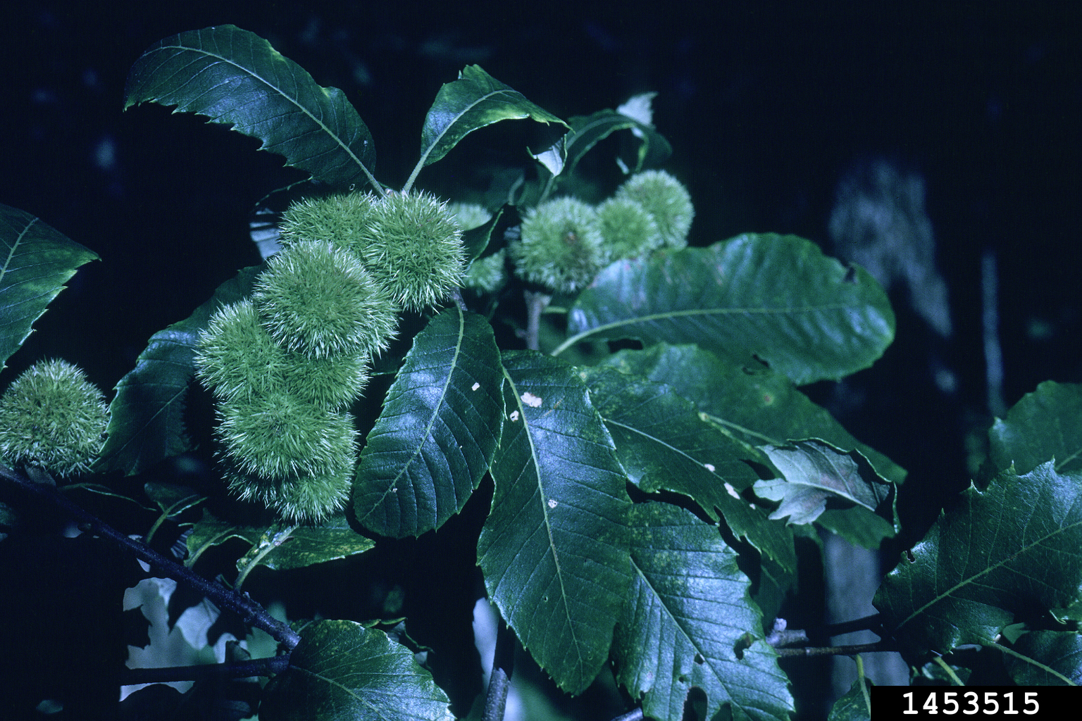 chinkapin (Castanea pumila)