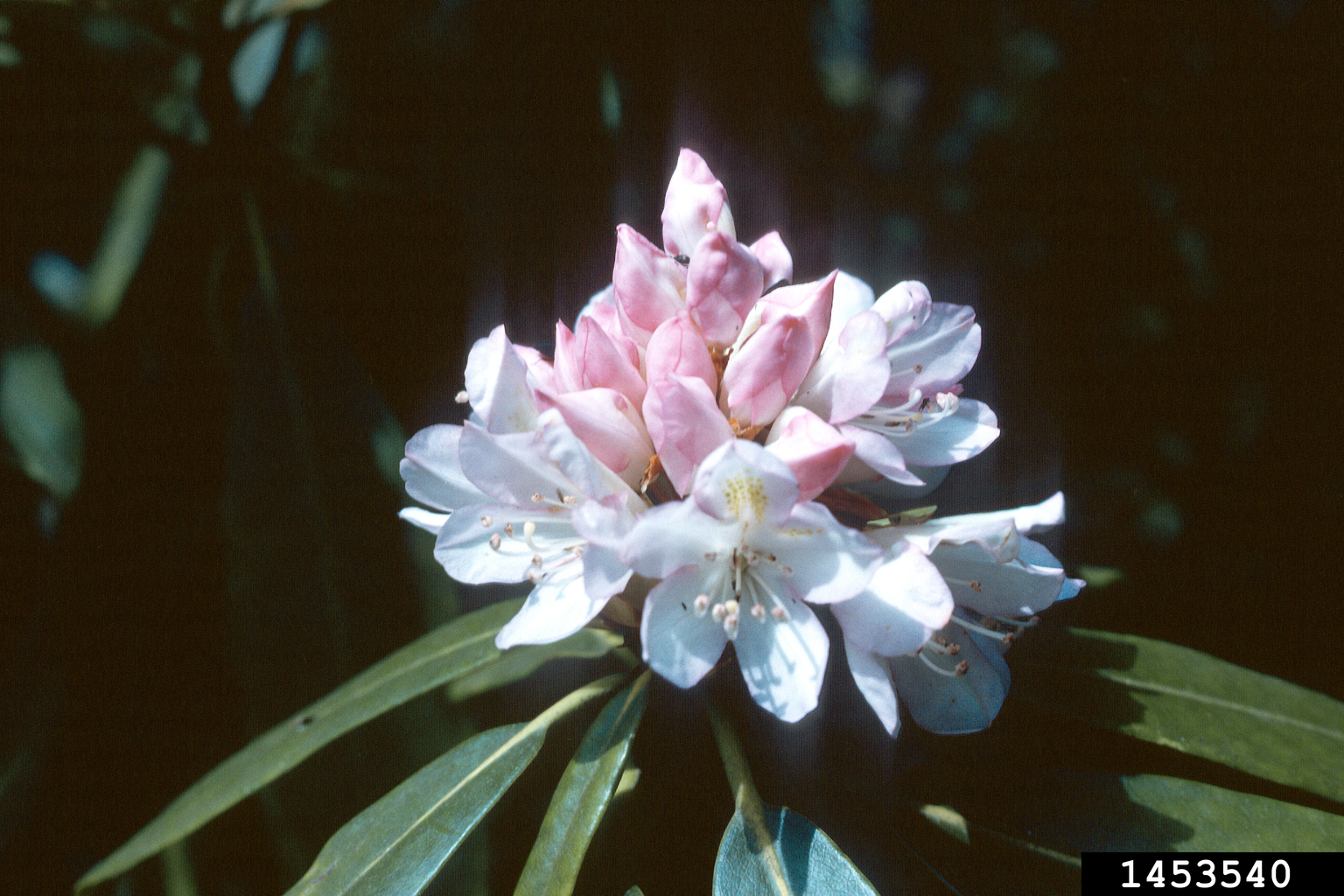 rosebay rhododendron (Rhododendron maximum)