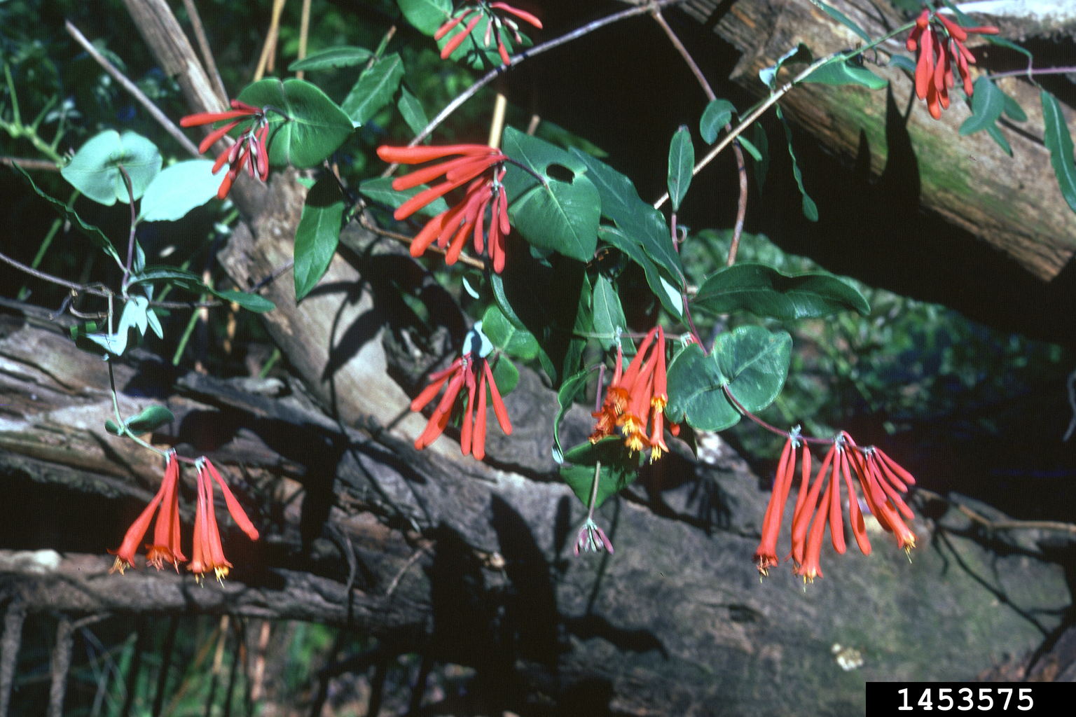 trumpet honeysuckle (Lonicera sempervirens L.)