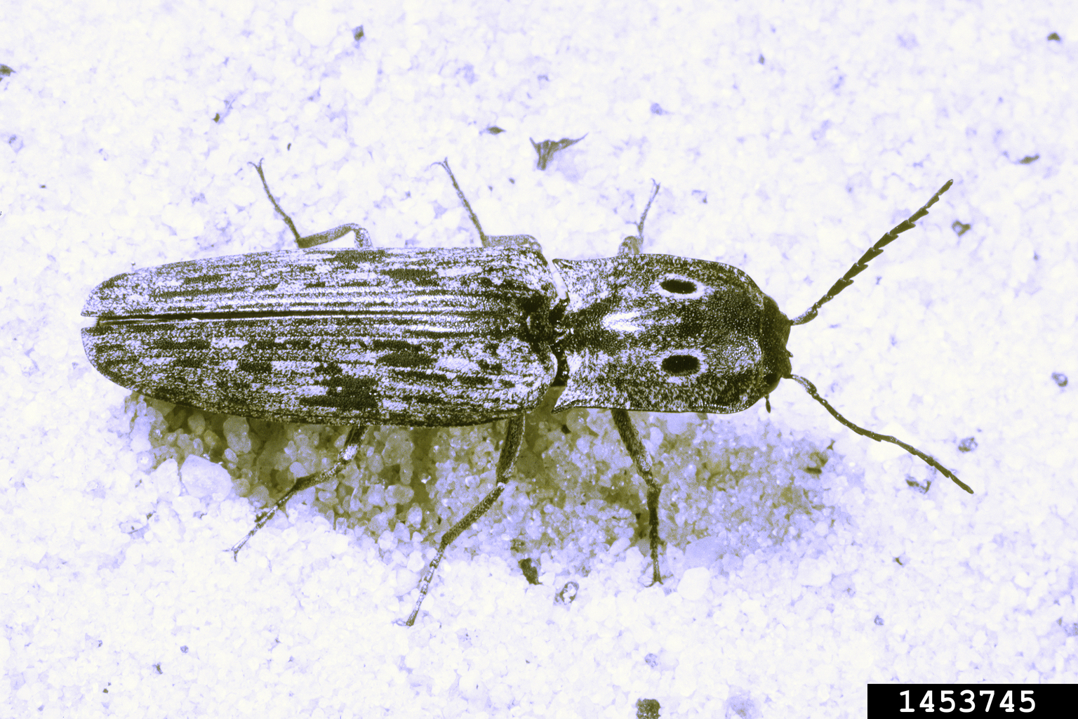 click beetle (Alaus myops (Fabricius, 1791))