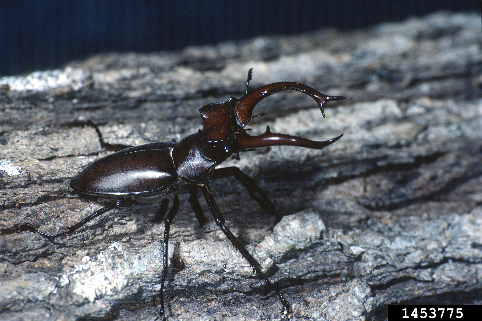 giant stag beetle (Lucanus elaphus (Fabricius, 1775))