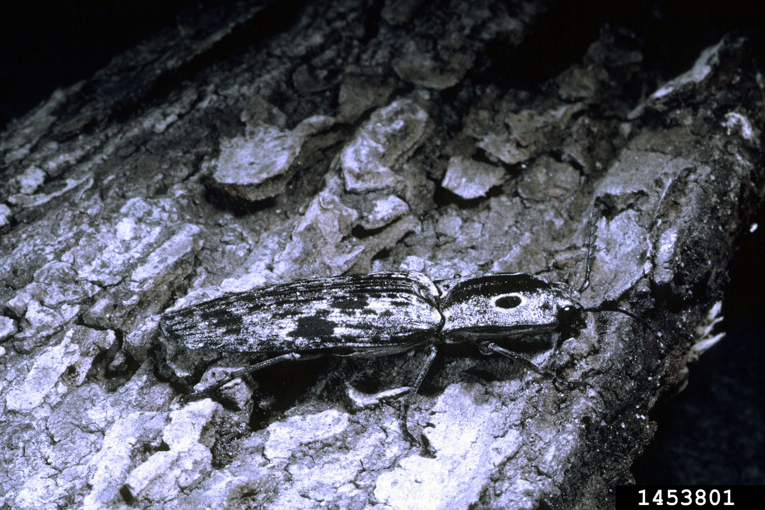 click beetle (Alaus myops)
