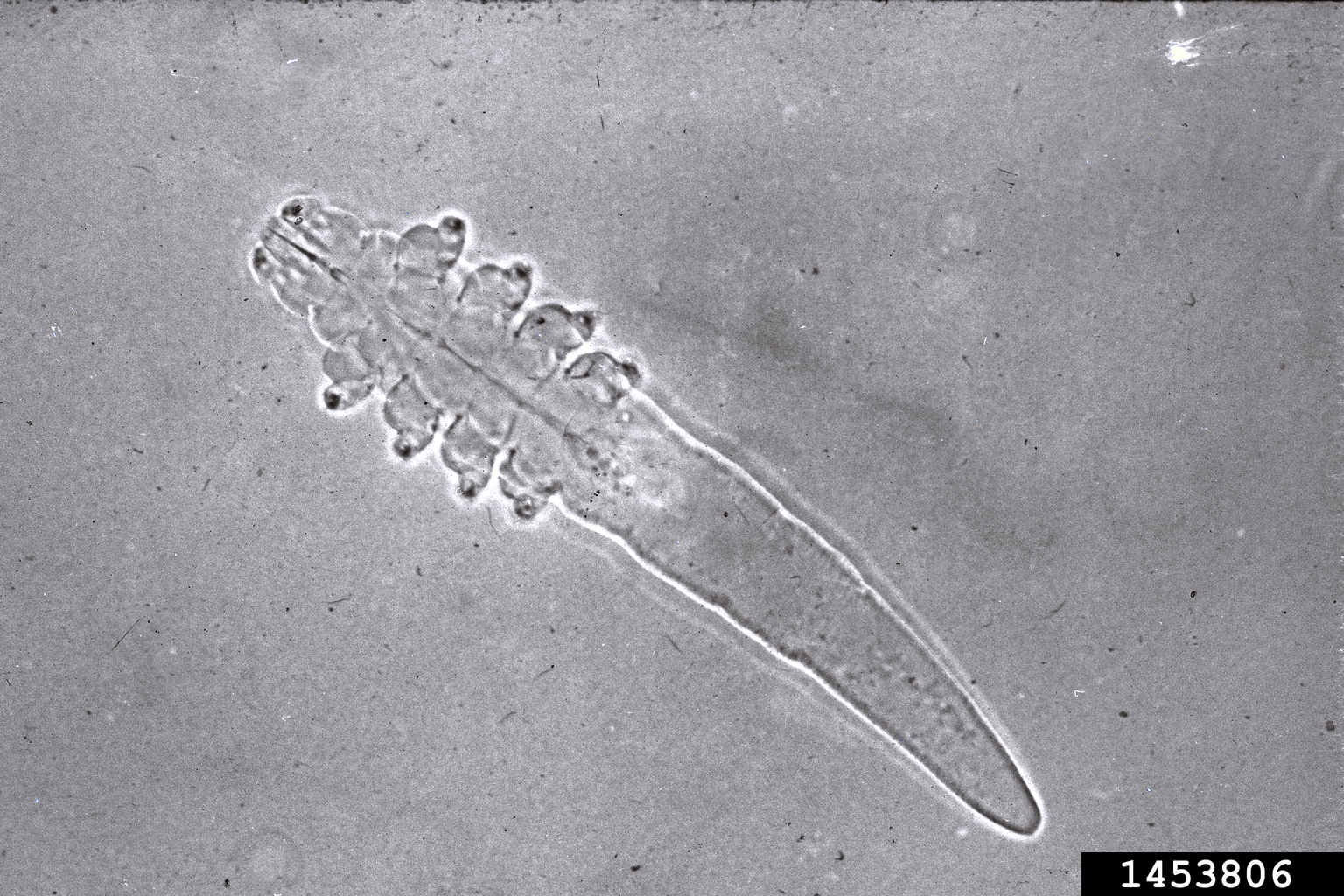 dog follicle mite (Demodex canis Leydig)