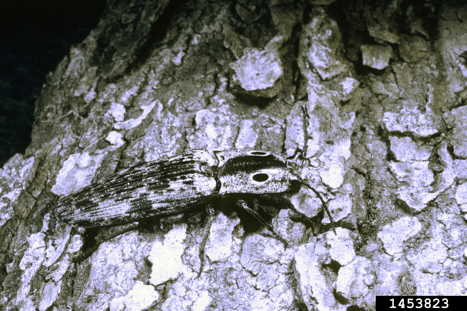 click beetle (Alaus myops)