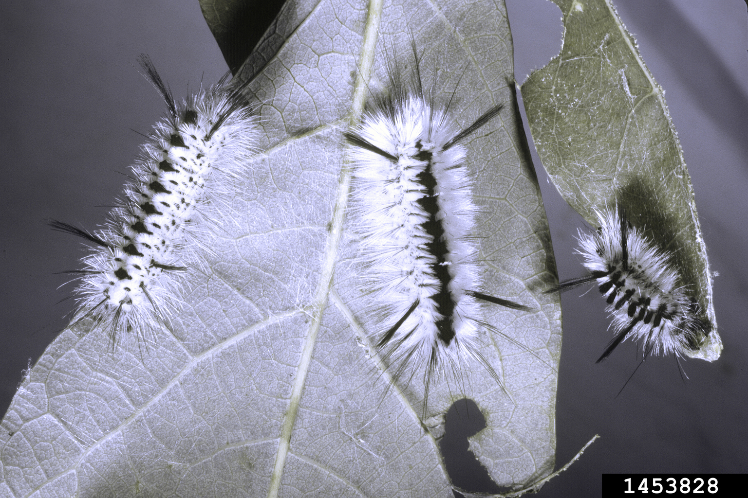 hickory tussock moth (Lophocampa caryae Harris, 1841)