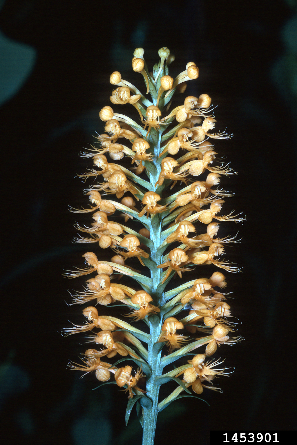 Crested Yellow Orchid Platanthera Cristata crested-yellow-orchid-platanthera-cristata