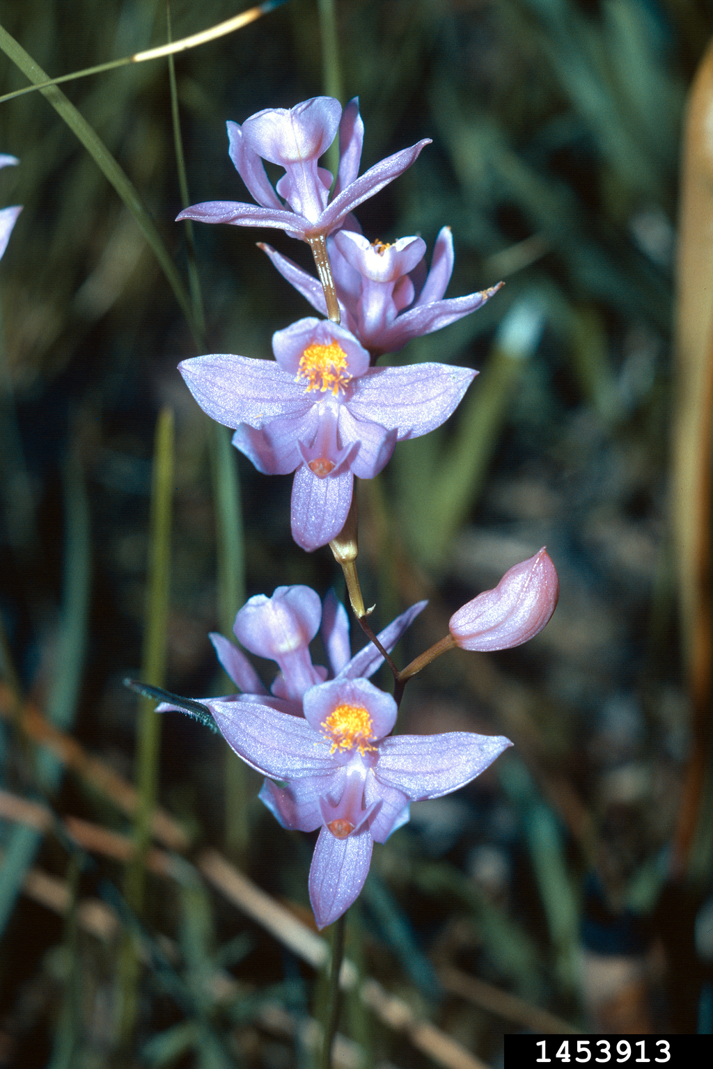 bearded grasspink (Calopogon barbatus (Walter) Ames)